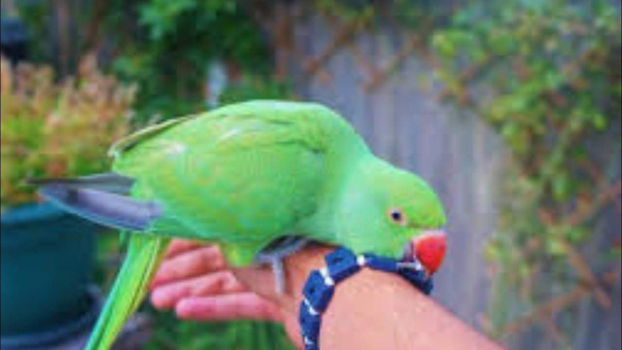 My Ringneck Green Parrot talking amazing - YouTube