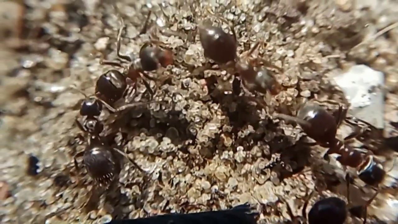ANTS SLOW MOTION & ZOOM 10x MACRO (Ameisen Zeitlupe Video, Zoom 10x ...