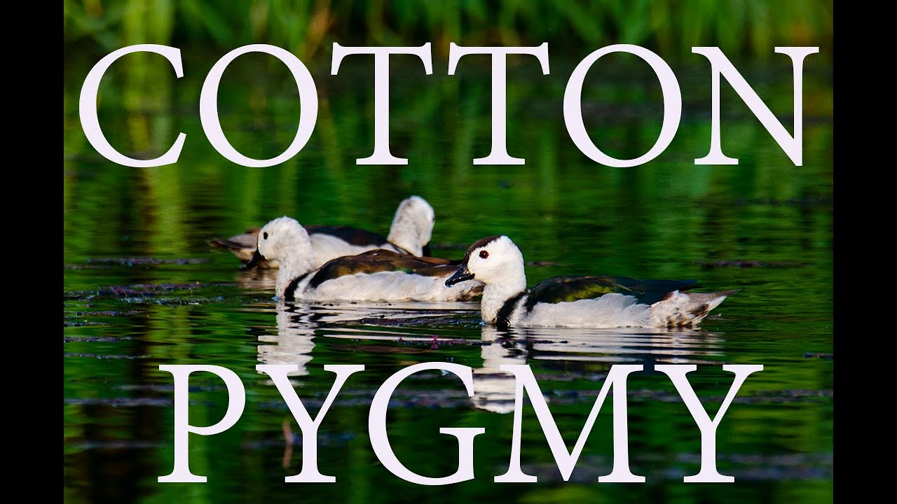 The Enchanting World of the Cotton Pygmy Goose - YouTube