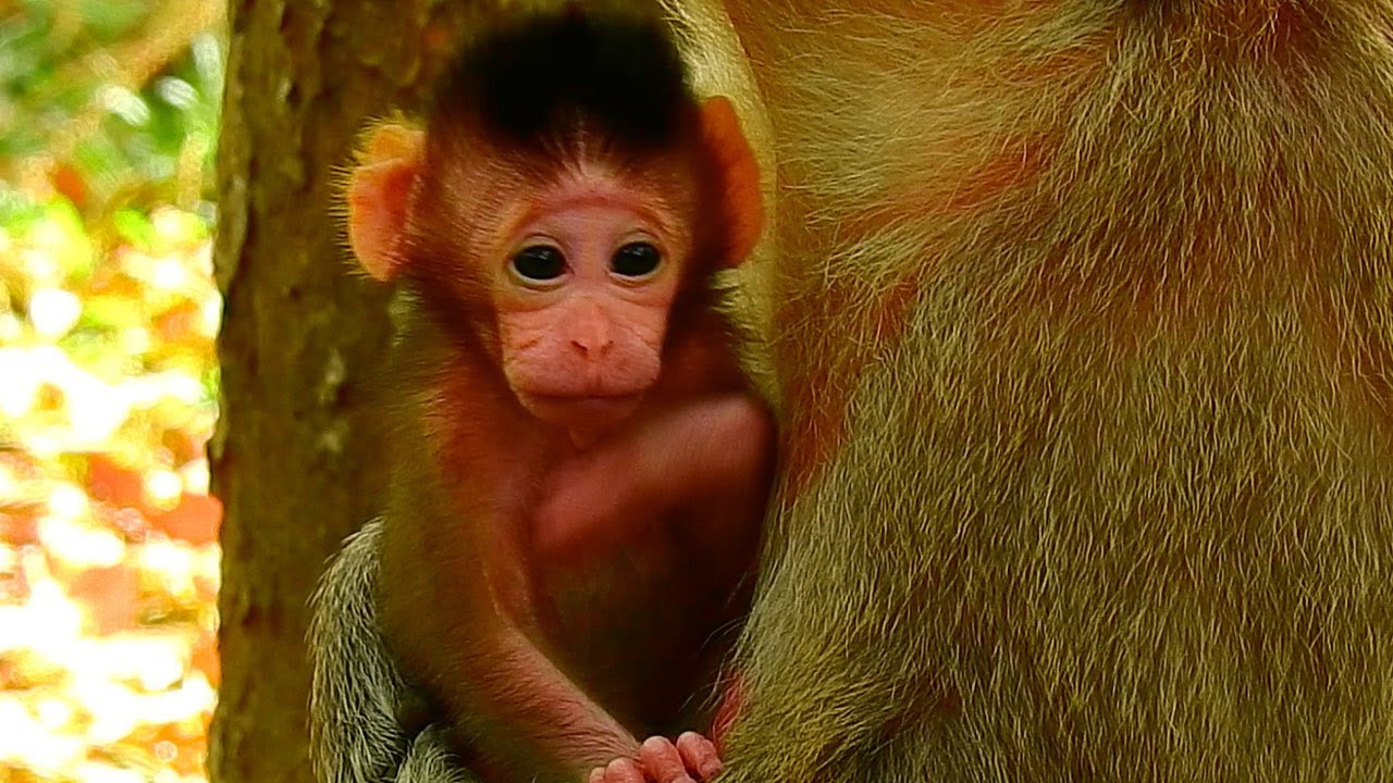 So Adorable New Baby Jude - YouTube