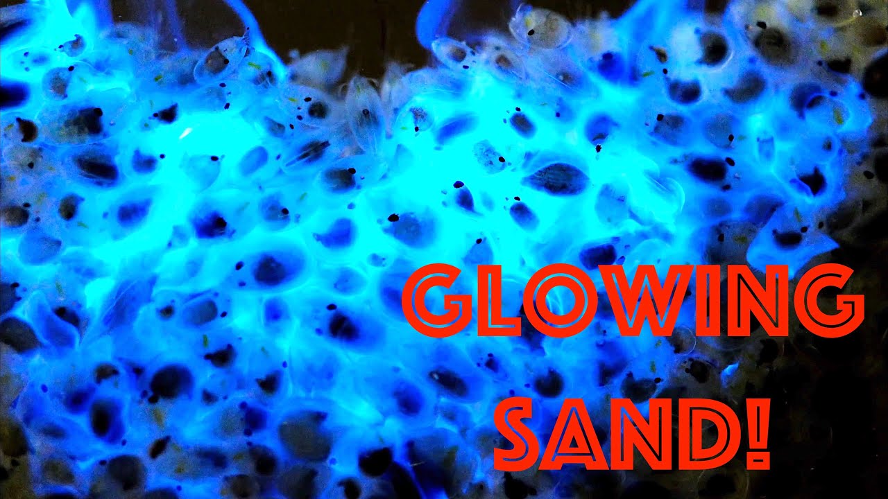 A creature glowing brighter than a glow stick! What is Vargula ...