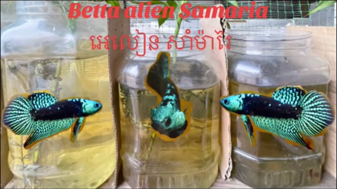 ត្រីក្រឹមពូជថ្មី អេលៀនសាំម៉ារៃ New betta alien samurai - YouTube