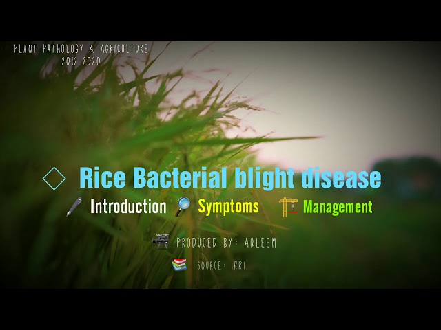 Symptoms Of Bacterial Leaf Blight On Rice - Infoupdate.org