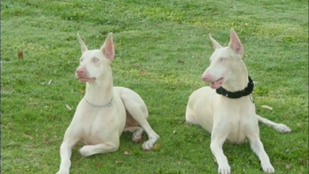 Já viu um dobermann branco? Entenda a genética das cores do doberman ...