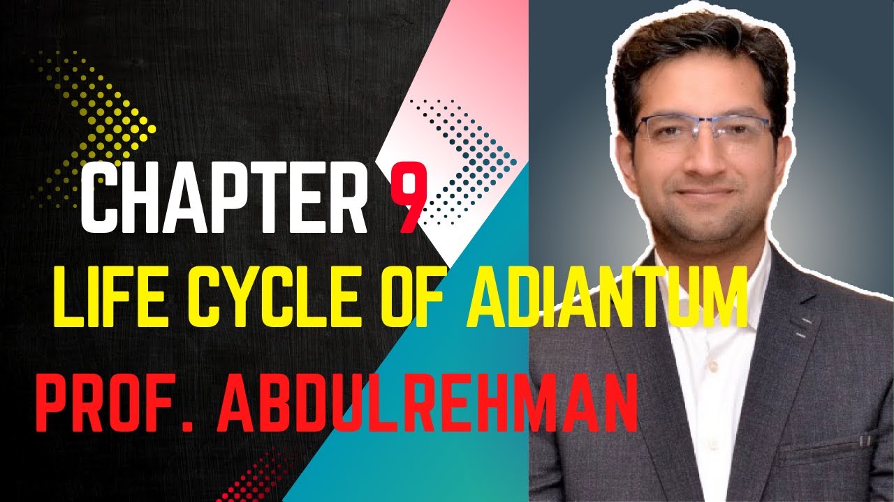 Life cycle of adiantum - YouTube