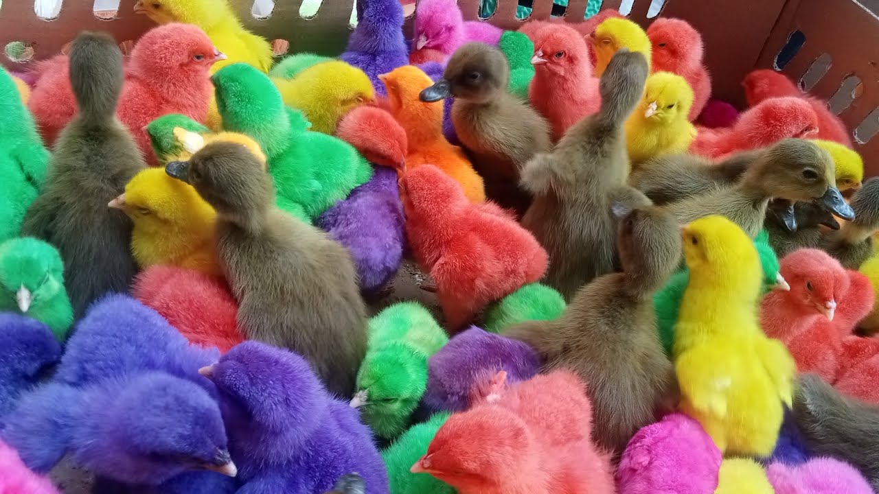 the cuteness of little ducks playing together ( part 148 ) 🦆🐣🦆🐣 - YouTube