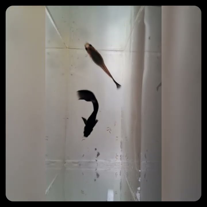 WGCV2024 delta moscow blue - YouTube