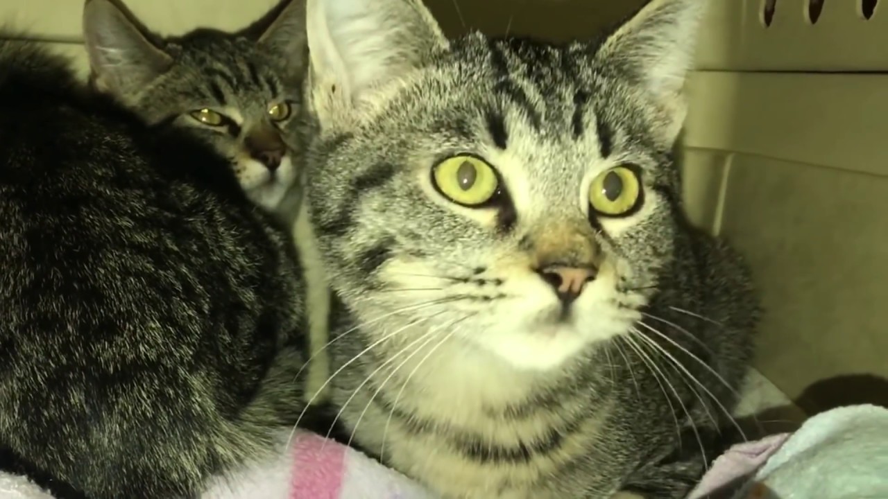 Rascal and Tiger's Adoption - Rescued Kittens Getting Adopted! - YouTube