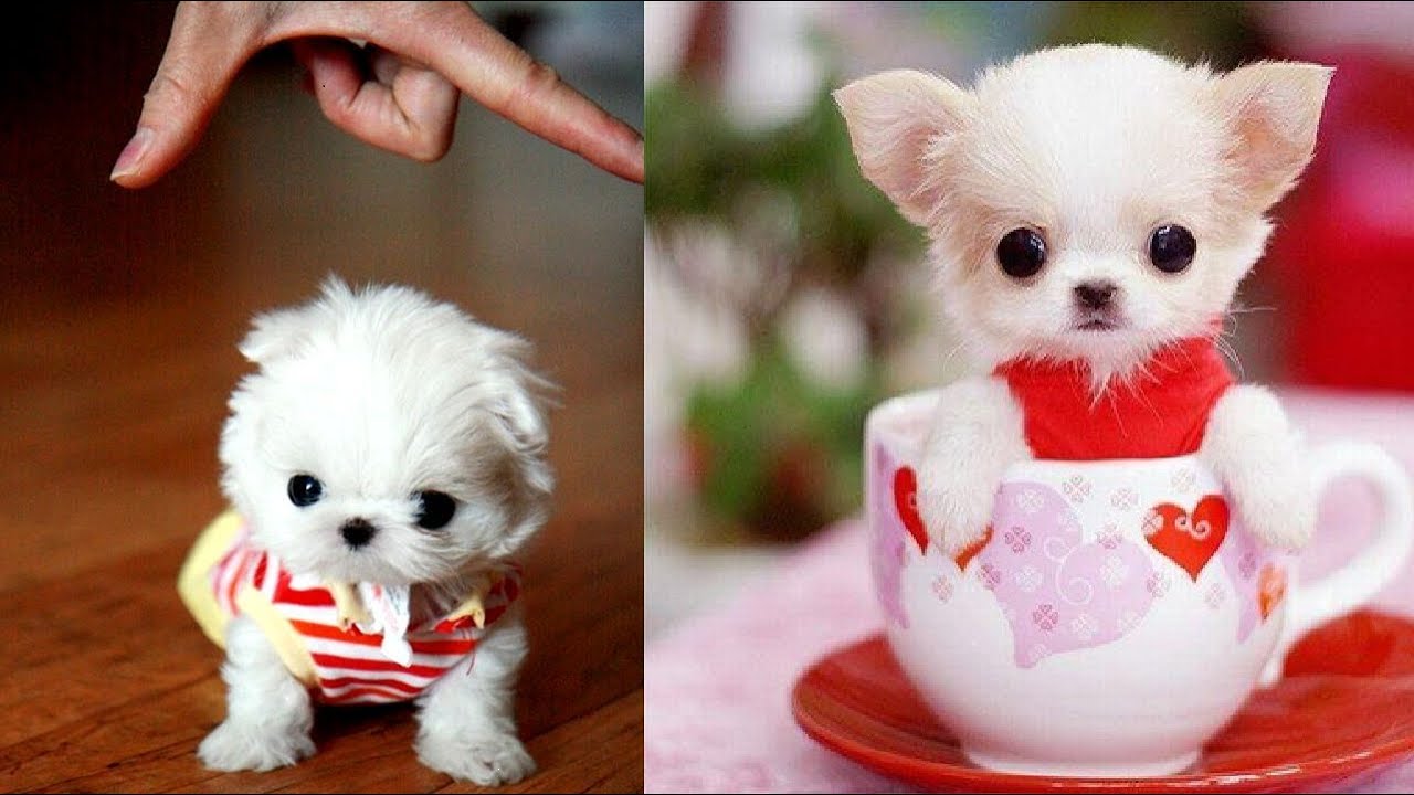 🤣 Funniest 🐶 Dogs and 😻 Cats - Awesome Funny Pet Animals Videos 😇 Cute ...