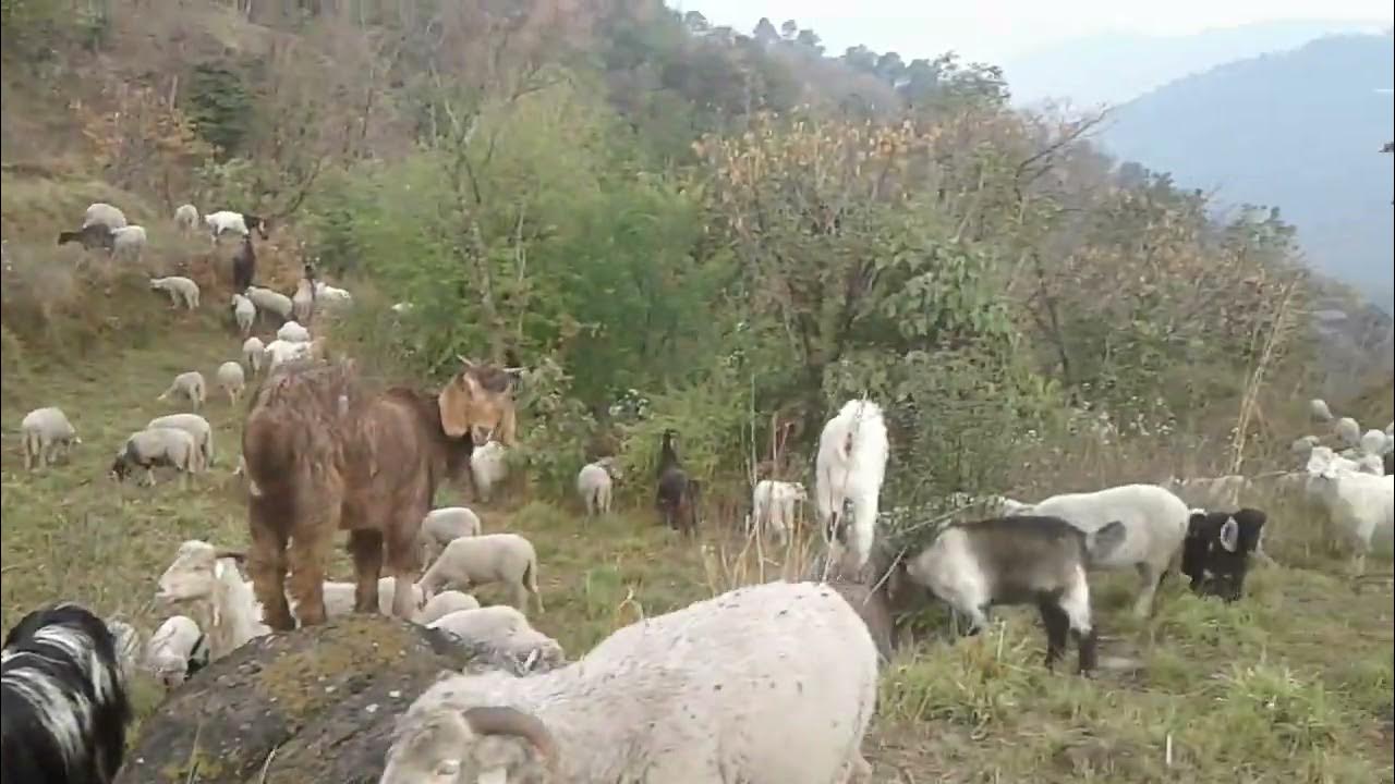 Gaddi goat sheep grazing himalayas - YouTube