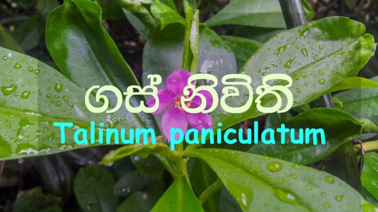 Gas nivithi - Talinum paniculatum - Ayurvedic plants - YouTube