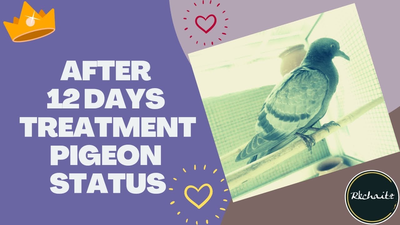 AFTER 12 DAYS TREATMENT | PIGEON STATUS | PIGEON RESCUE - YouTube