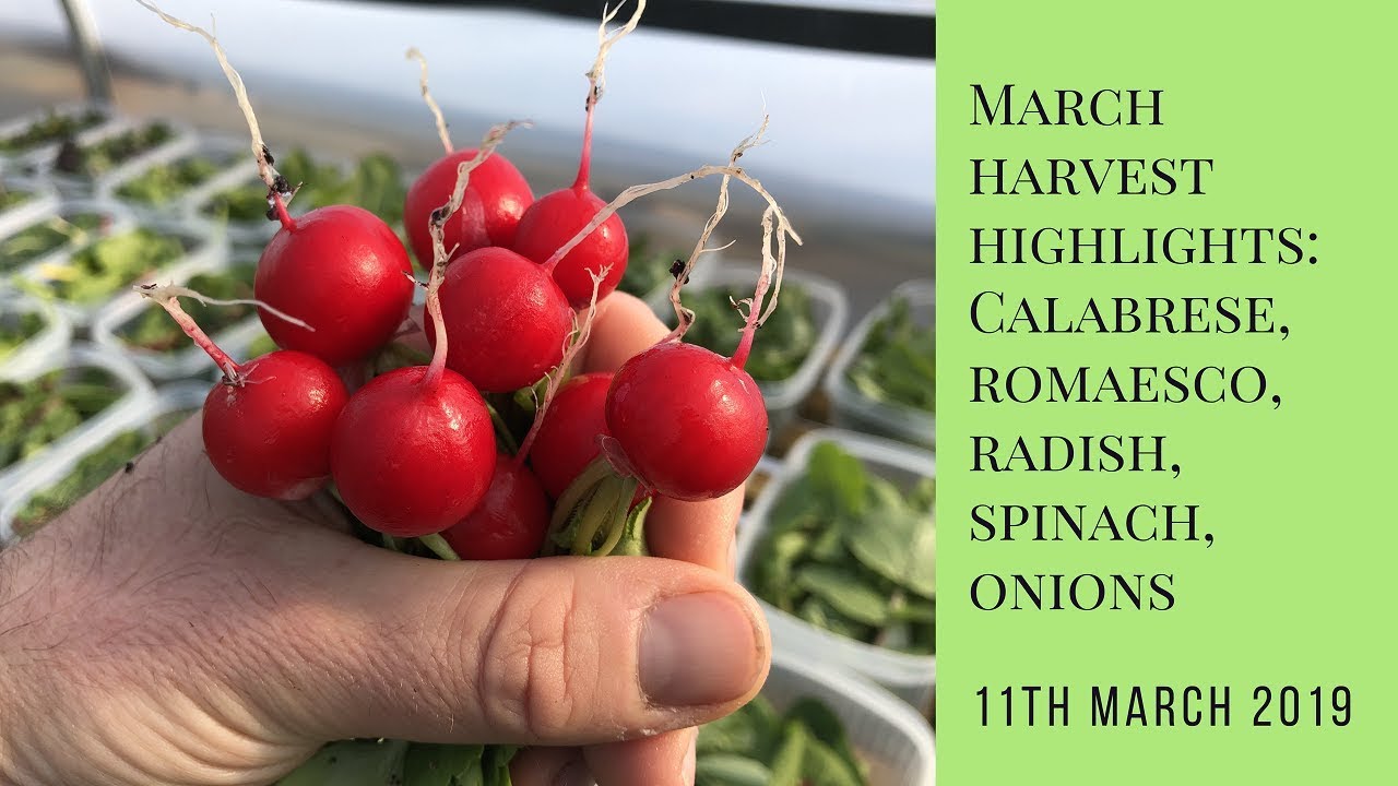 March harvest highlights: calabrese, romanesco, radish, spinach, onions ...