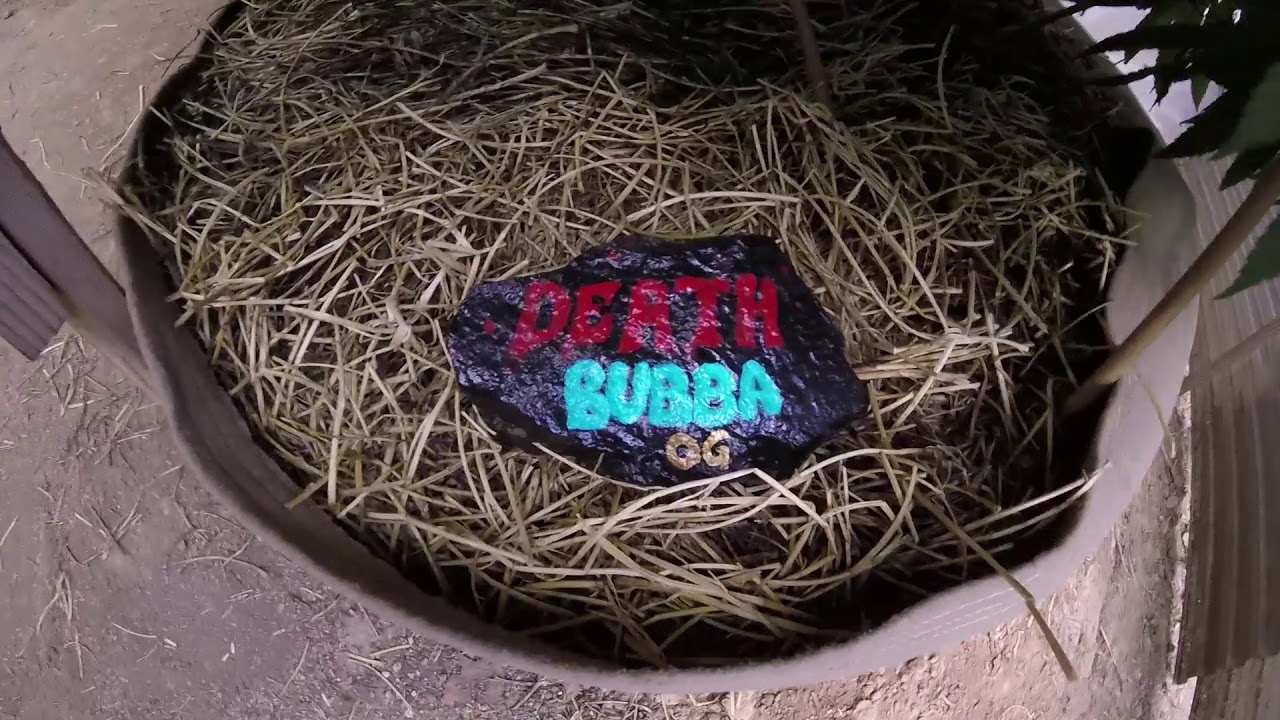 OUTDOOR CANNABIS: Organic, Fire Strains, Oil Producers at the Farmacy ...