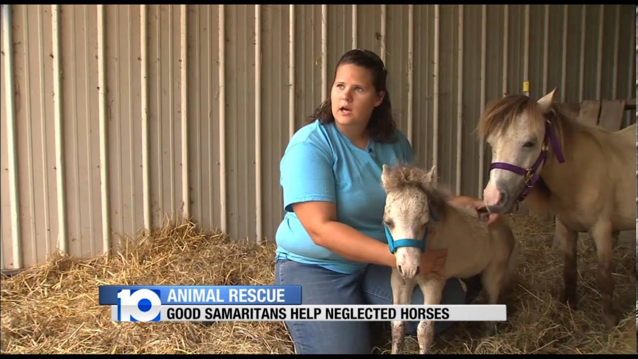 Miniature Horses Rescued - YouTube