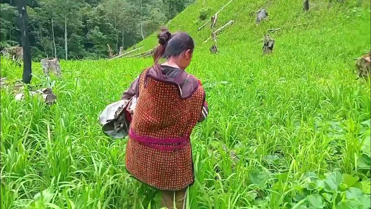 Hnub no poj niam wb mus saib nplej - YouTube