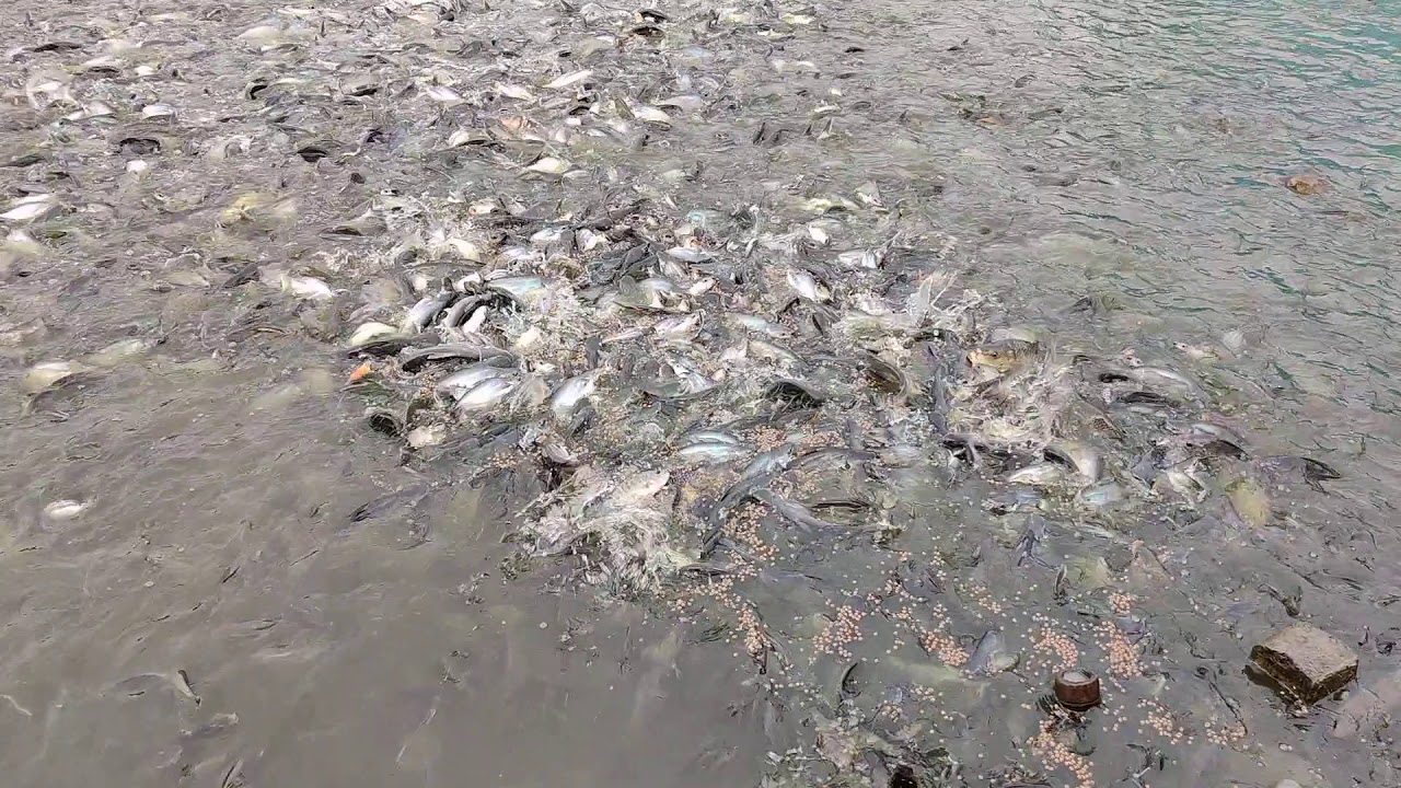 Million Pangas Fish Feeding Challenge | Fish Feeding Time - YouTube