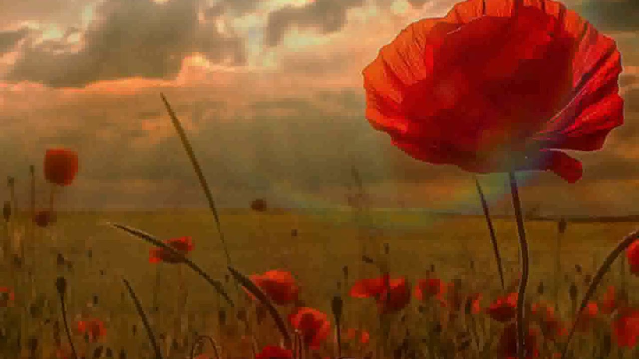 Poppy Animated - YouTube