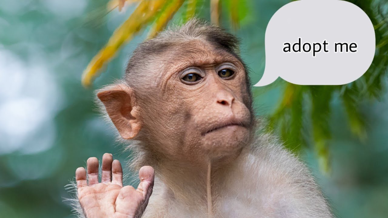 How to get the Monkey Pet in adopt me *COMFIRMED* - YouTube