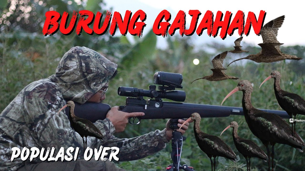 WILD HUNTER: BERBURU BURUNG PREDATOR SAWAH⛔ GAJAHAN VS SATSUS P1000 LDT ...