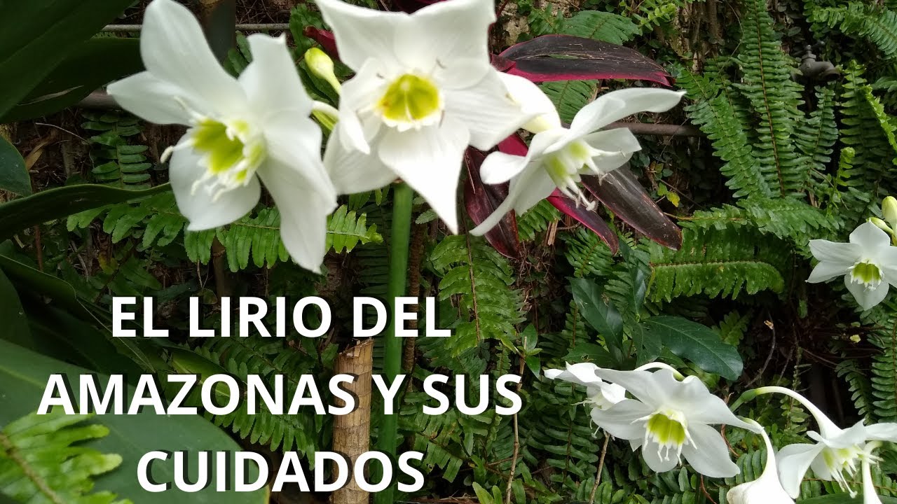 Cuidados del Lirio del amazonas// Eucharis amazonica// 🌹 - YouTube
