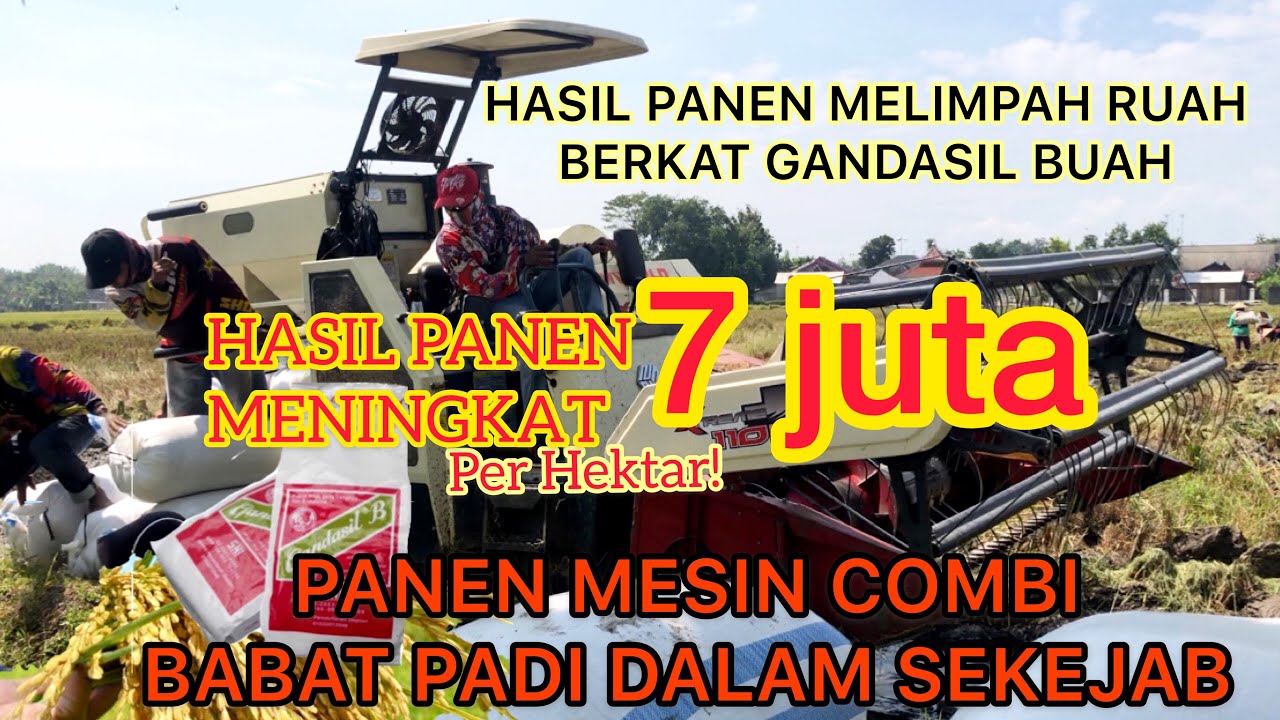 RAHASIA PANEN PADI MENINGKAT HINGGA 7 JT!! PANEN RAYA MESIN COMBI - YouTube
