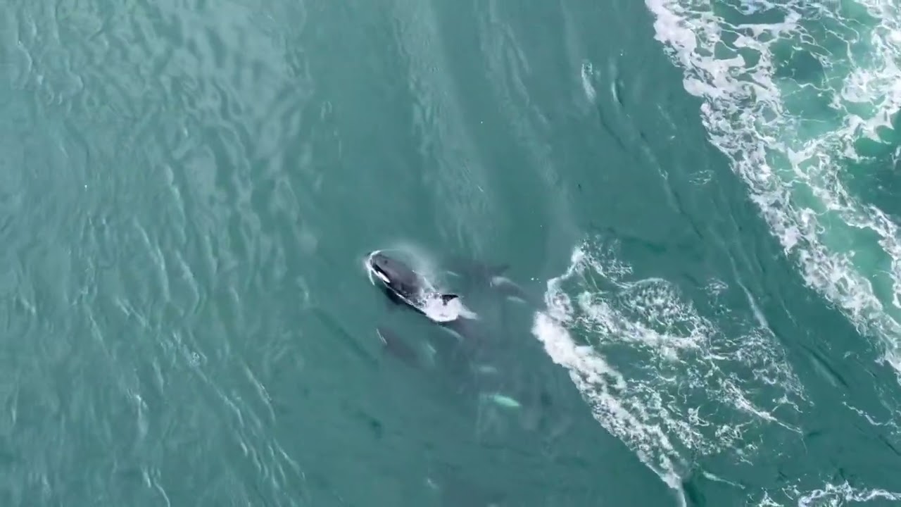 Orcas going under Deception Pass Bridge in Oak Harbor Washington - YouTube
