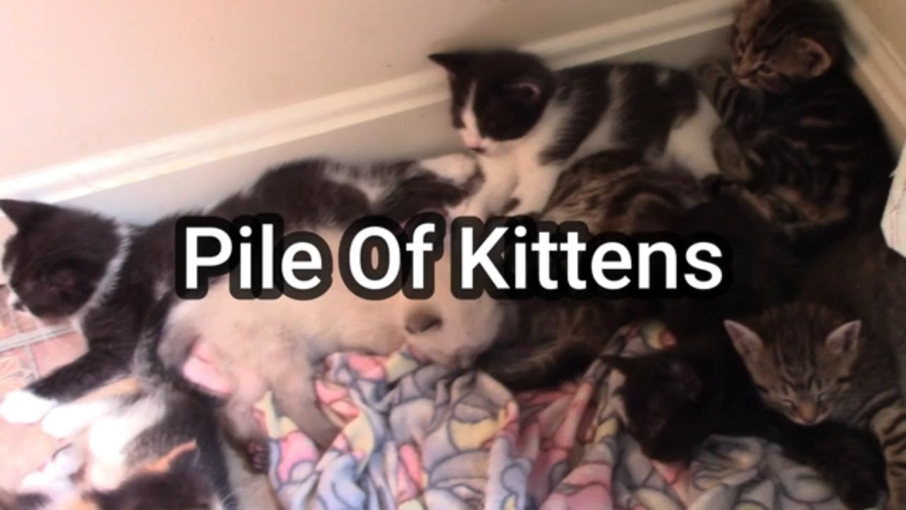 The Most Adorable Pile Of Kittens!😻 - YouTube