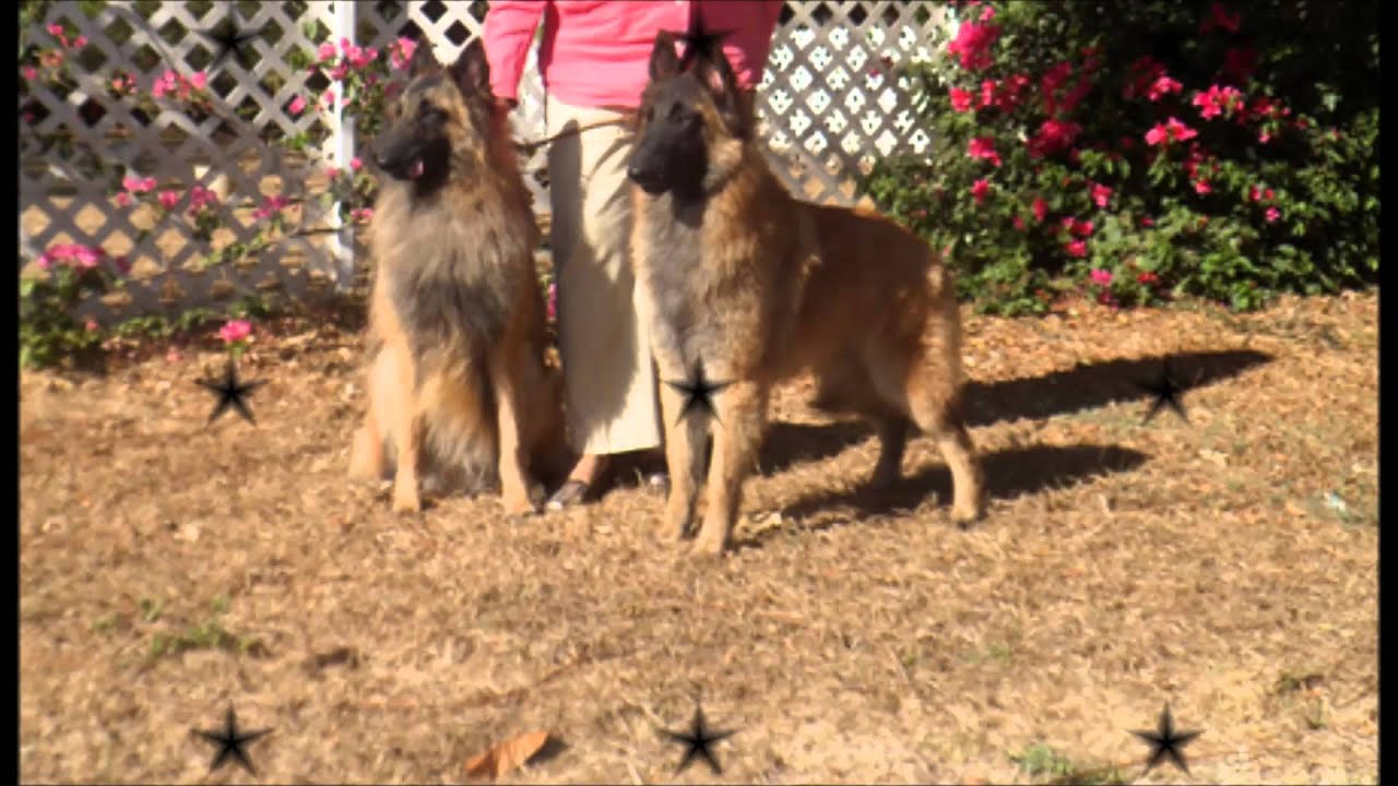 Los 10 mejores perros pastores - YouTube