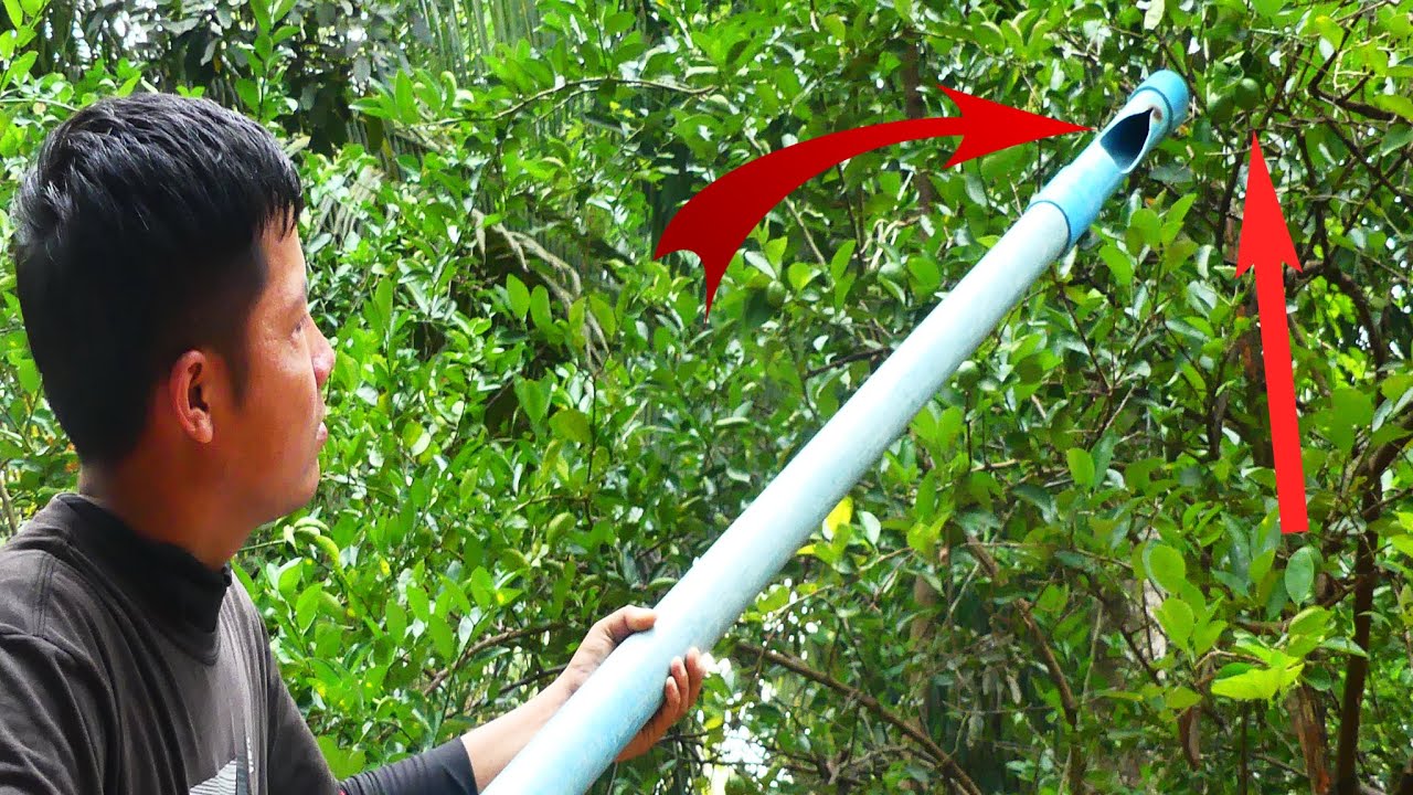 How to make tool to catch fruits from tree - Easy way to make it. - YouTube