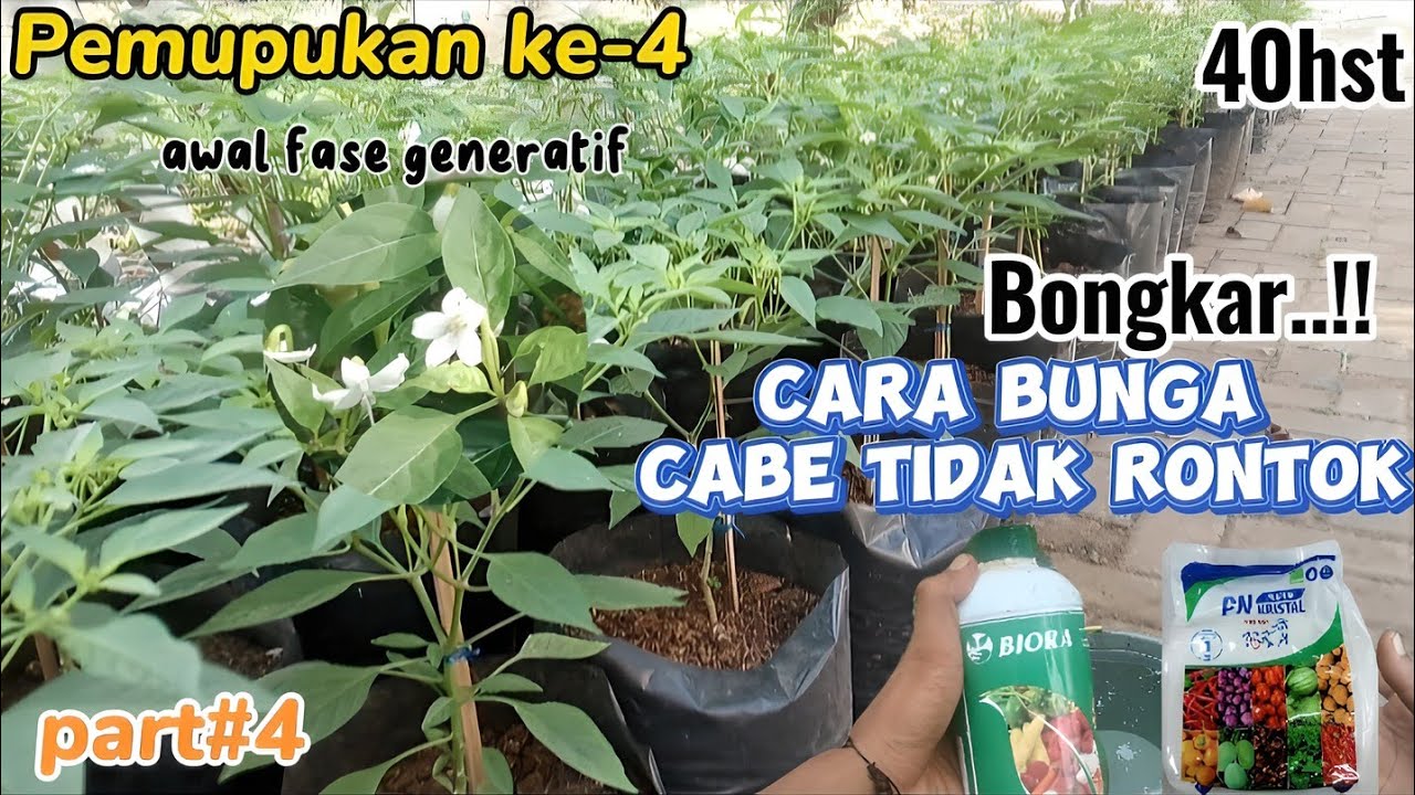 Sangat efektif..!! Cara bunga cabe tidak rontok & tanah subur untuk ...