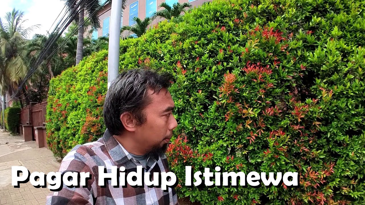 Pagar Hidup Pucuk Merah Lebih dari 1 Meter Keren Banget - YouTube