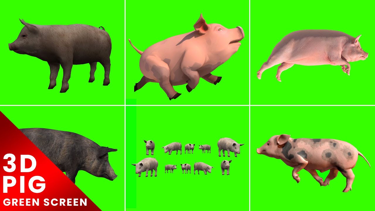 3D Pigs Green Screen For Editing For Free - YouTube