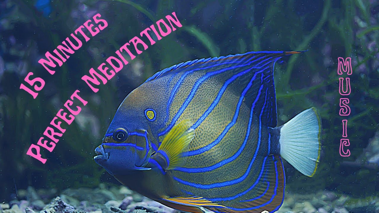 15 Minute Meditation Music-Sea Creatures - YouTube