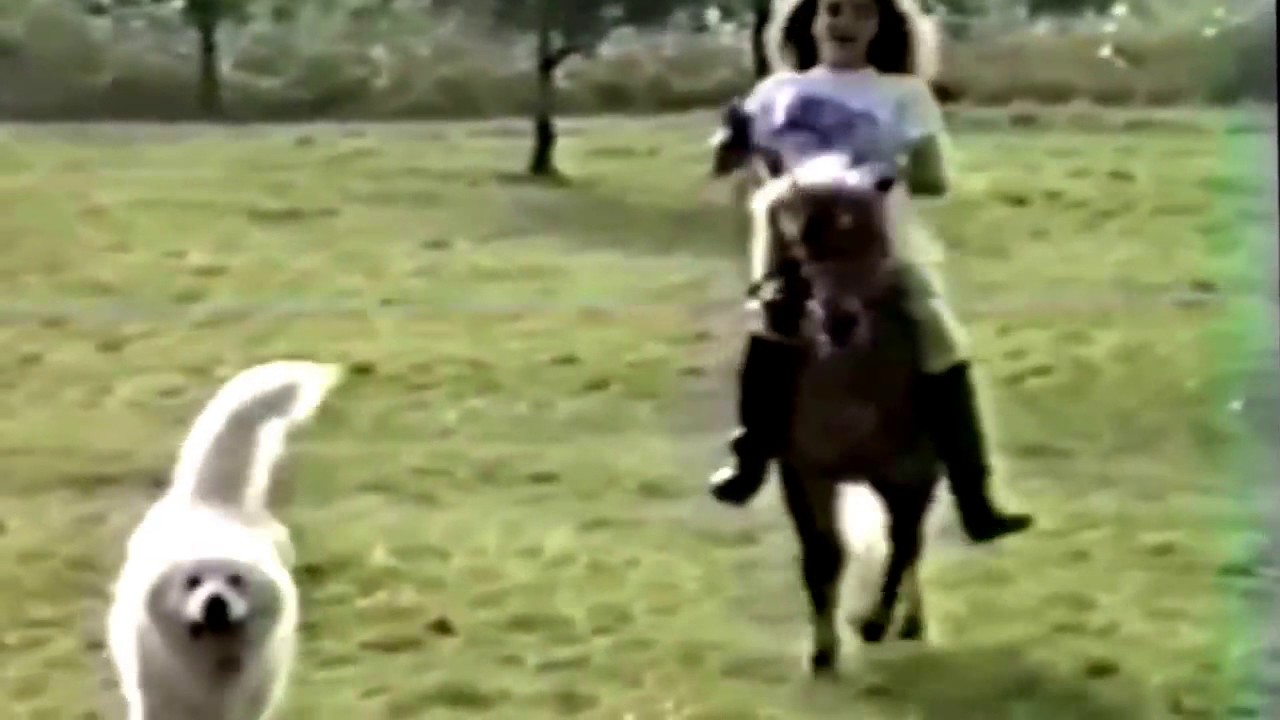 Horse fails try not to laugh Funny horse fails compilation Horse ...