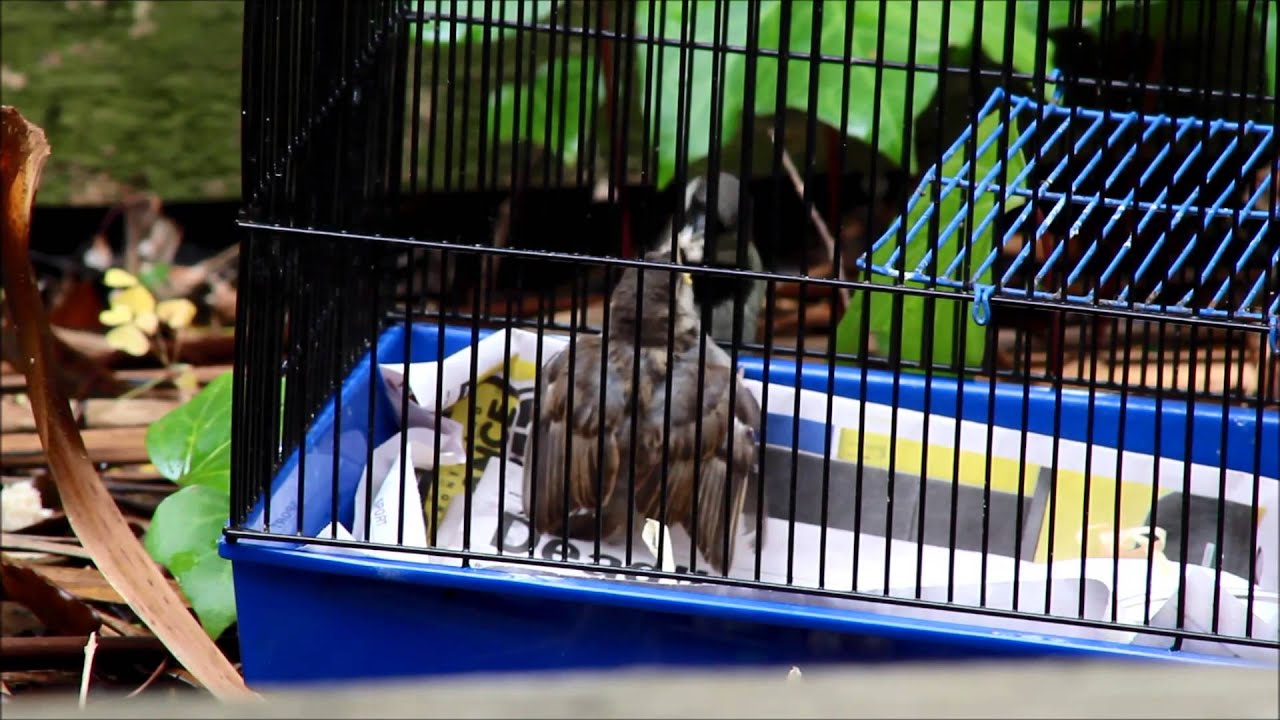 Baby bird in cage being fed by wild sparrow - YouTube
