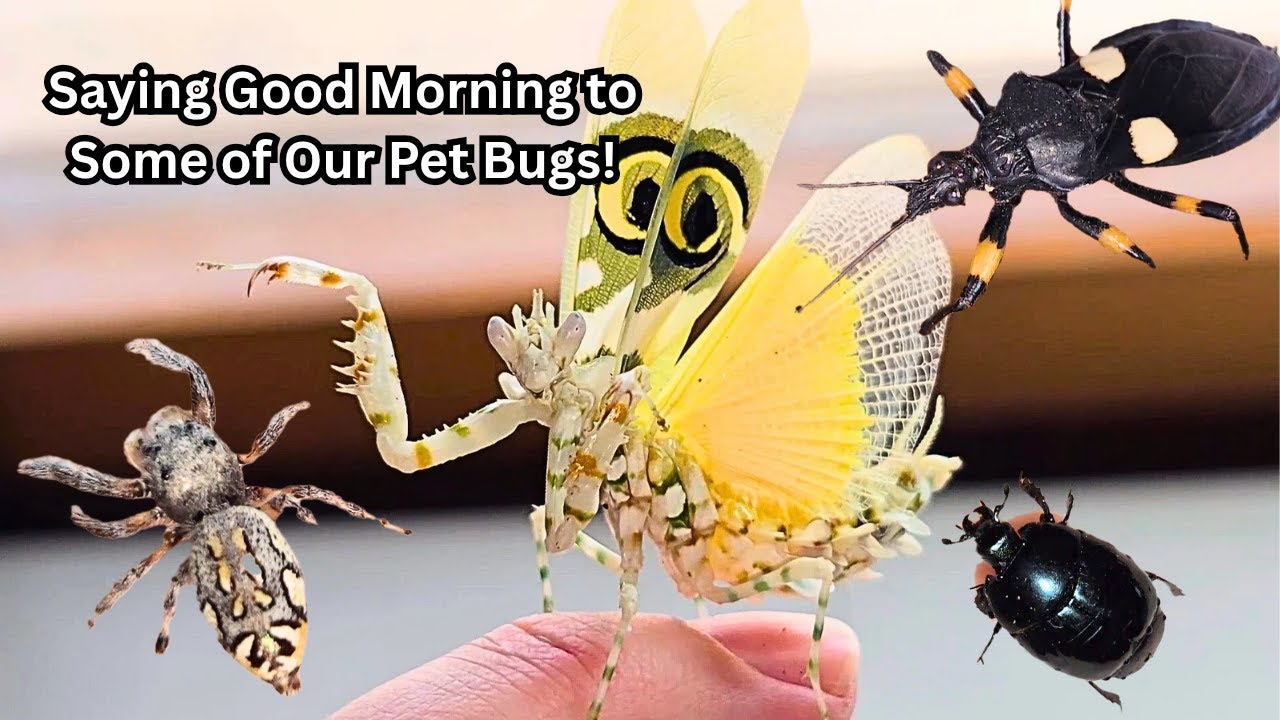 Good Morning Bugs Bugroom Tour - YouTube