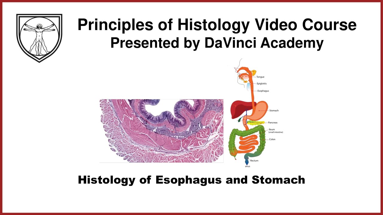 Histology of Esophagus and Stomach [GI Histology 1 of 4] - YouTube