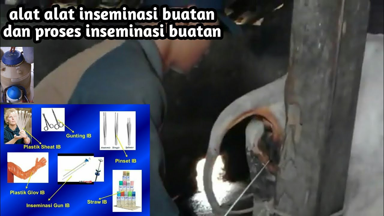 Alat alat yang digunakan dalam inseminasi buatan dan proses inseminasi ...