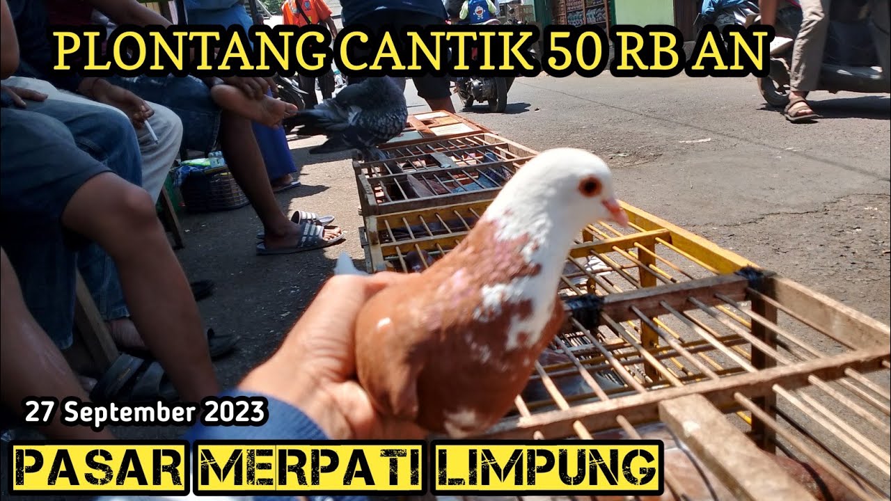 terbaru.!! SURVEY HARGA MERPATI PASAR LIMPUNG BATANG JAWA TENGAH 2023 ...