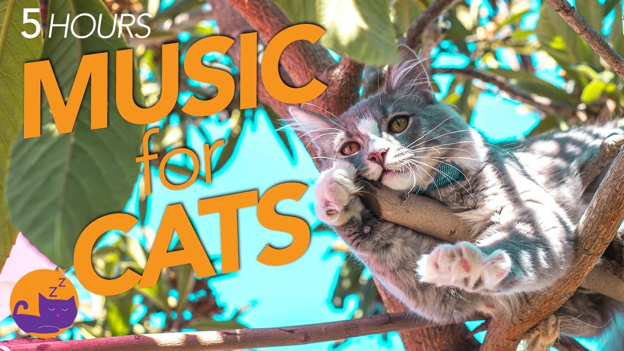 EXTRA GENTLE Relaxing Music for Cats - 5 HOUR Lullaby - YouTube Music