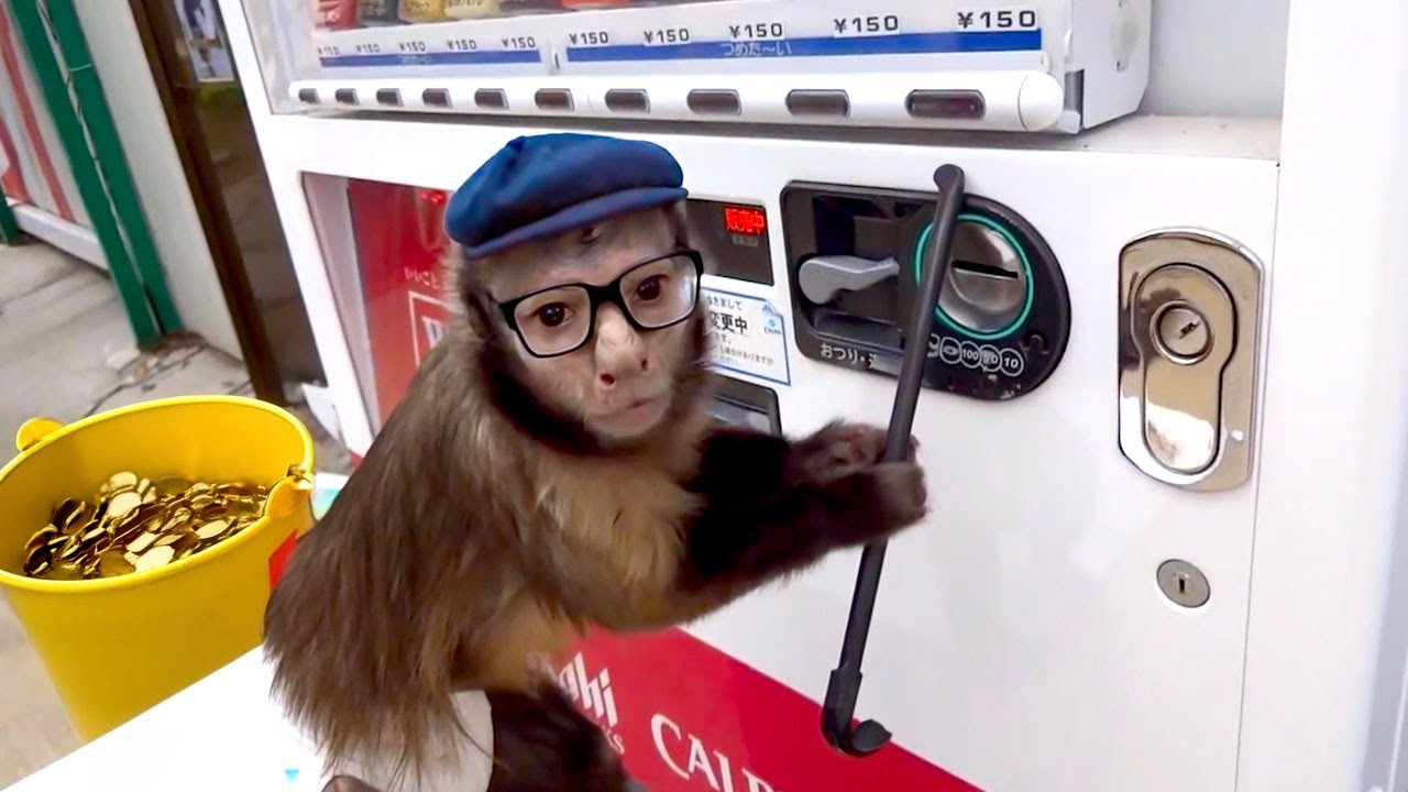 Incredibly Smart Animals Showing Off Their 100 IQ Skills - YouTube