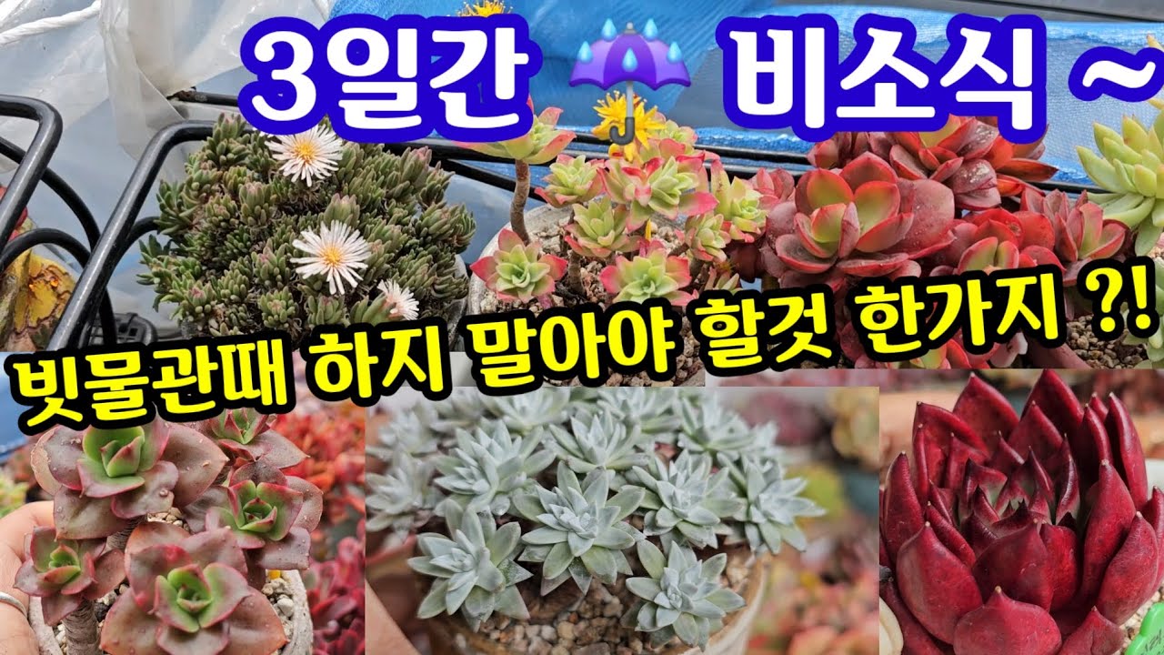 다육이키우기 봄비소식 성장시기 봄부터 튼튼하게 해야 여름을 잘 버텨요🌸한가지만 조심 ⚠️ 바람이 좋아서 걱정 안해도 될듯 🫡