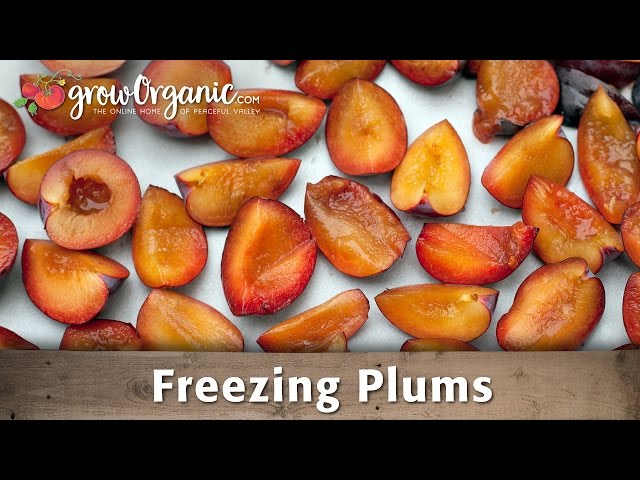 Freezing Fresh Plums