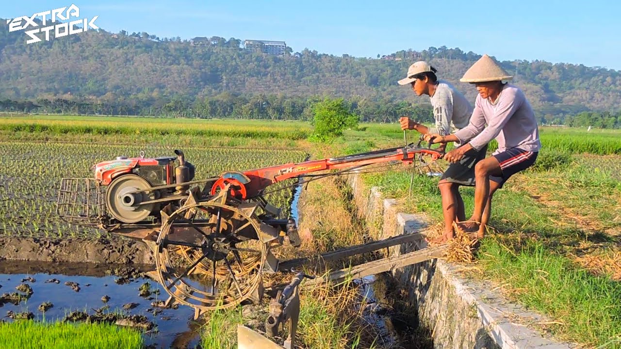 Traktor Sawah Quick G1000 Boxer Dan Diesel Kubota RD85DI-2S Bekerja Di ...