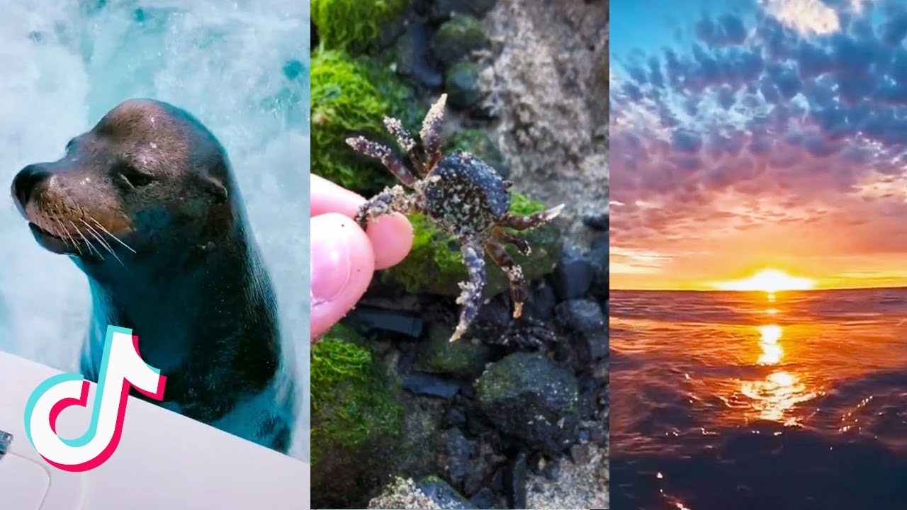 Unbelievable Things in Ocean (Coastal, Diving, Scuba Diving) TikTok ...