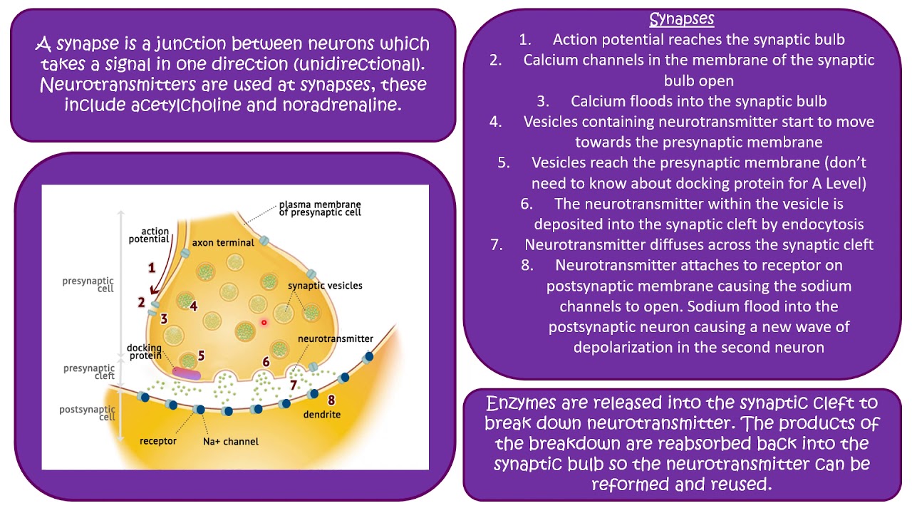 AQA A Level Biology 6.2 Synaptic Transmission - YouTube