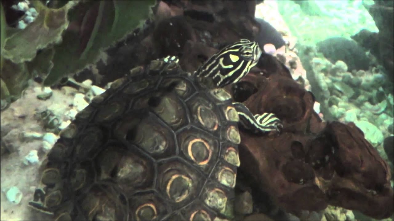Species Profile: Ringed Map Turtle - YouTube