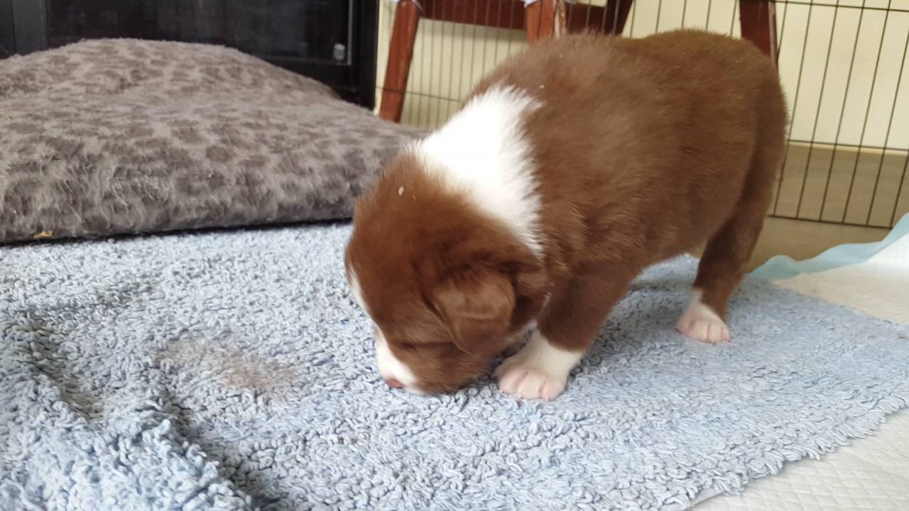 PUP 7-3.5wks - YouTube