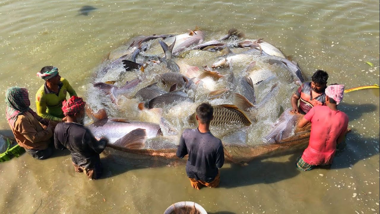 Fishing Video | Amazing Big Fish Hunting | Village Fish Catching Video ...